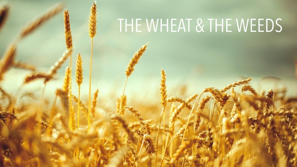 New Life Alliance Church » The Parable of the Wheat and the Weeds